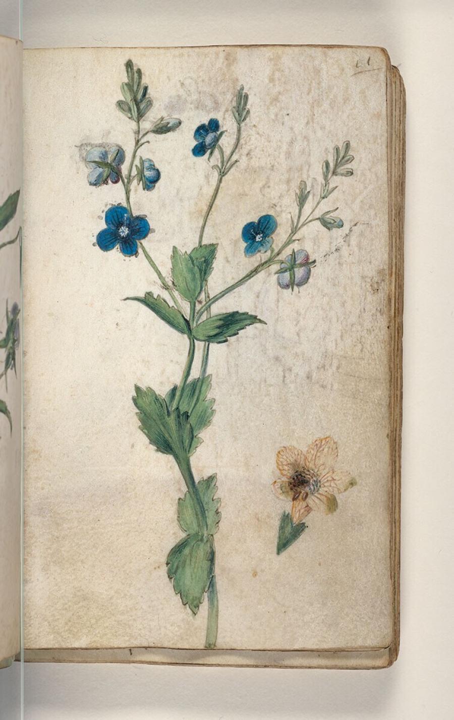 Folio from a Drawing Book: Speedwell (veronica chamaedrys), Henbane ...