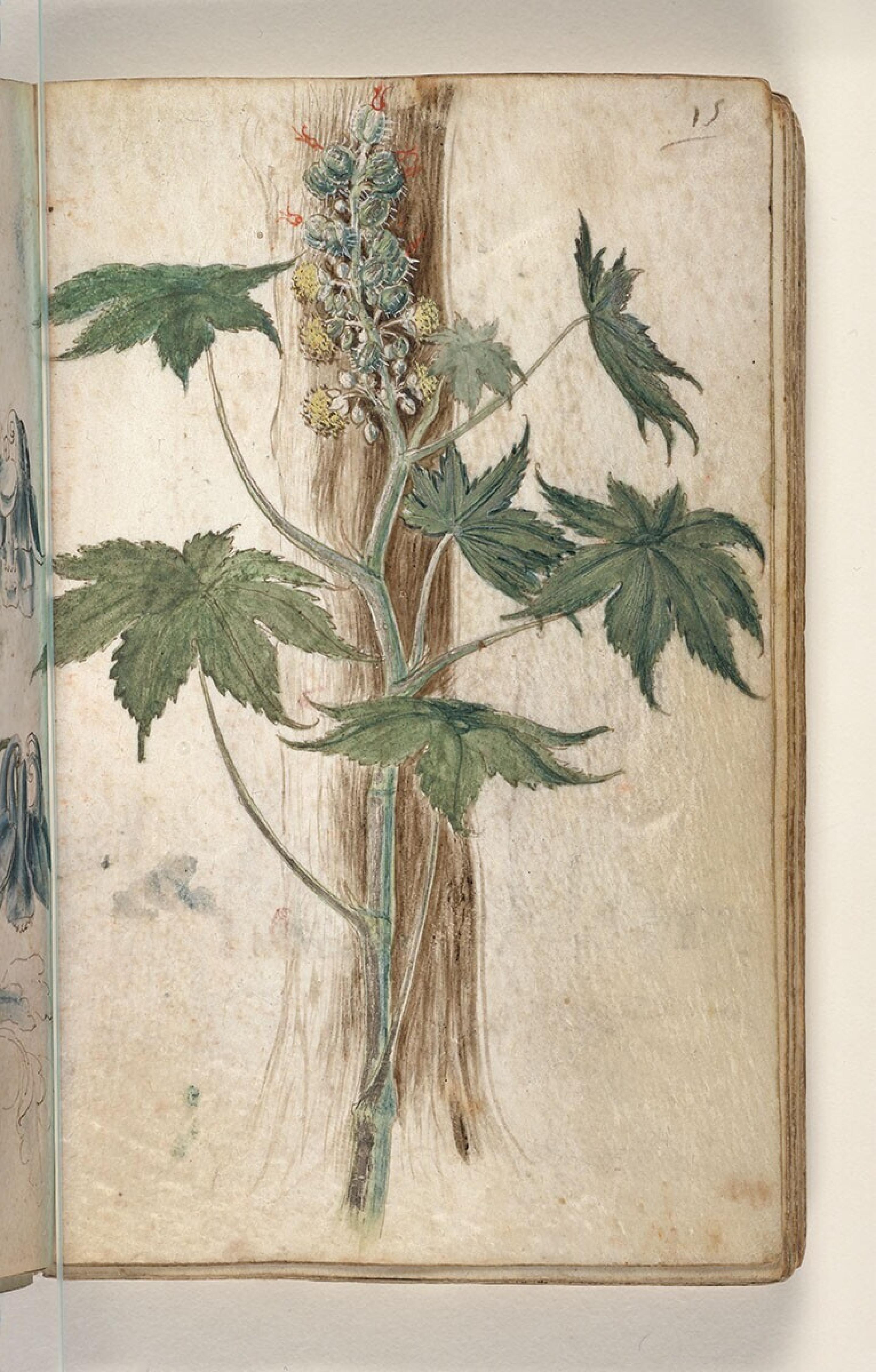 Folio in an Italian drawing-booklet: Castor Oil Plant (ricinus communis ...