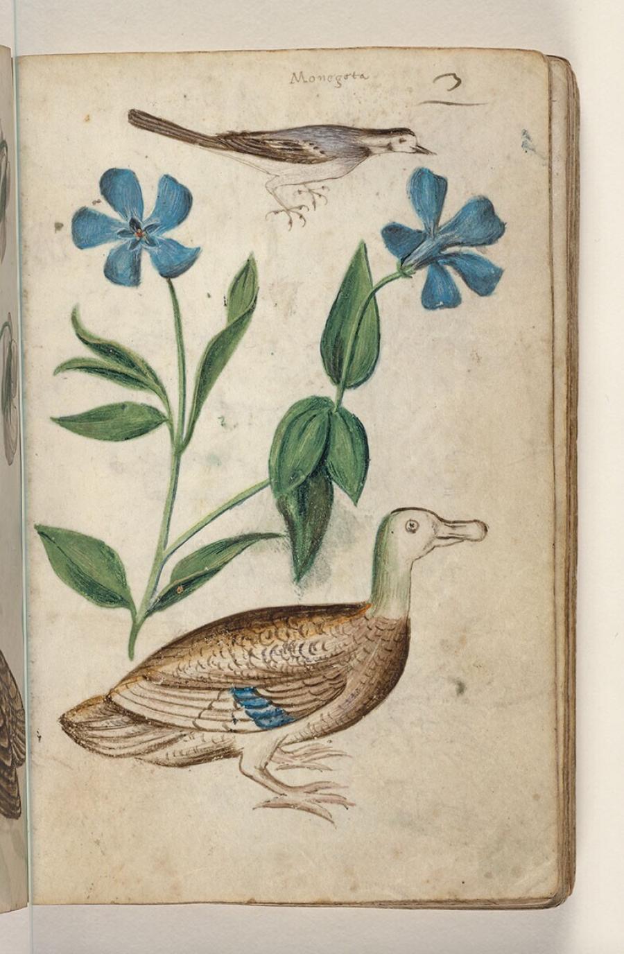 Folio in an Italian drawing-booklet: White Wagtail (motallica alba ...